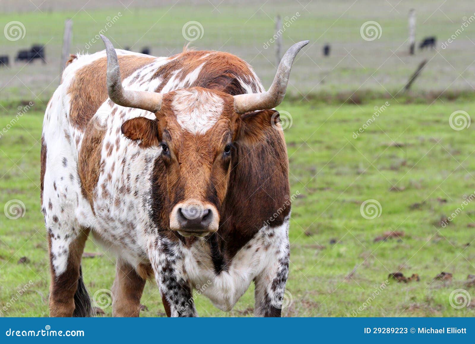 Bull stock image. Image of closeup, face, bull, brown - 29289223