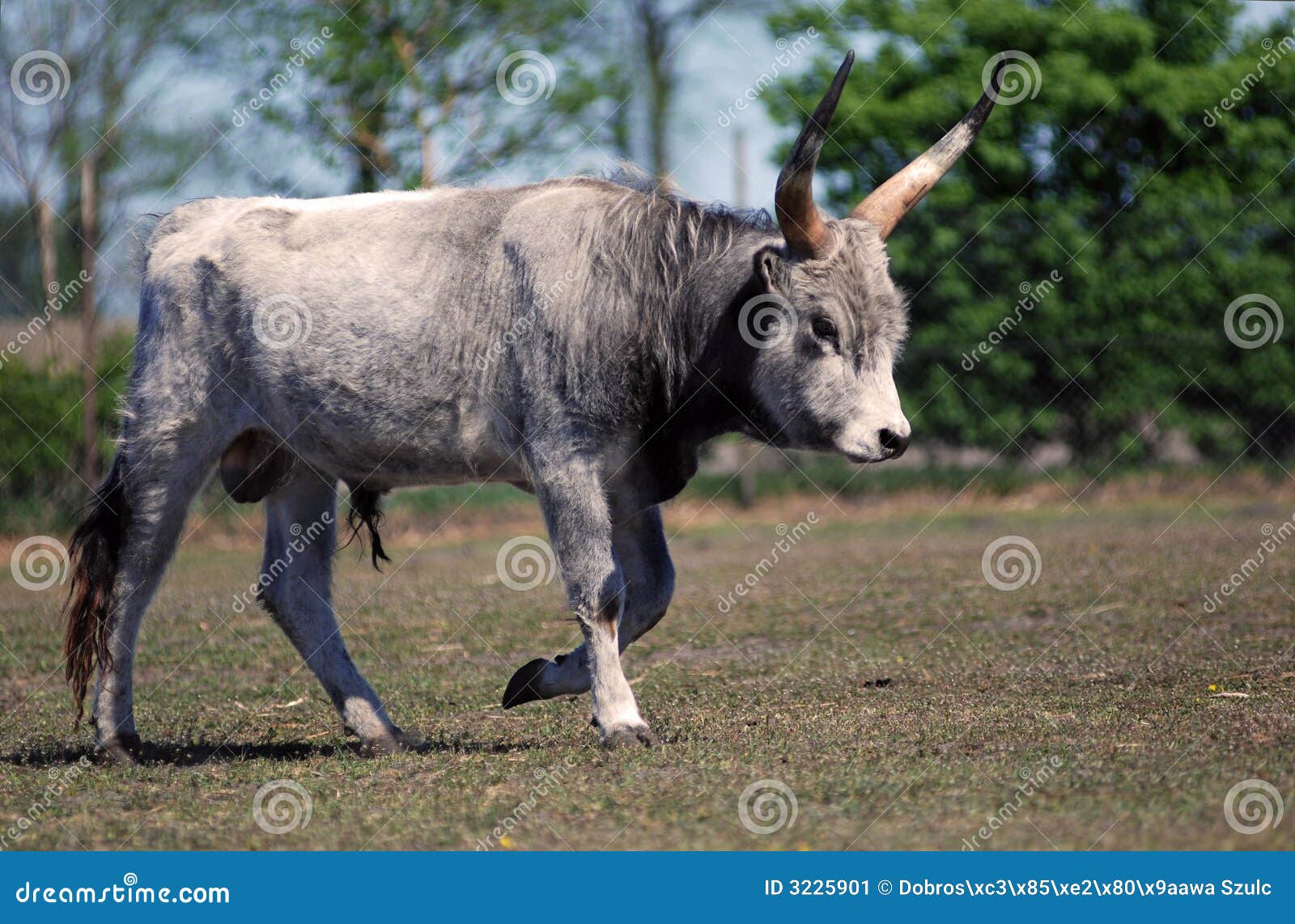 Bull stock image. Image of wild, natural, wildlife, animal - 3225901
