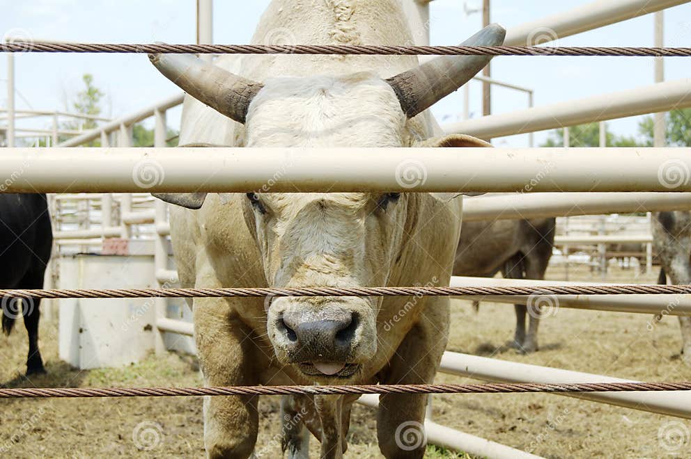 Bull stock image. Image of ranch, sports, rodeo, calves - 356767