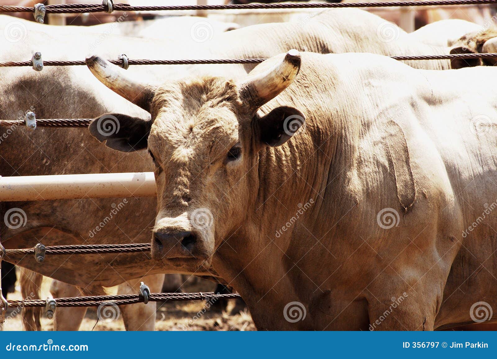 Bull stock image. Image of livestock, calves, calf, bulls - 356797