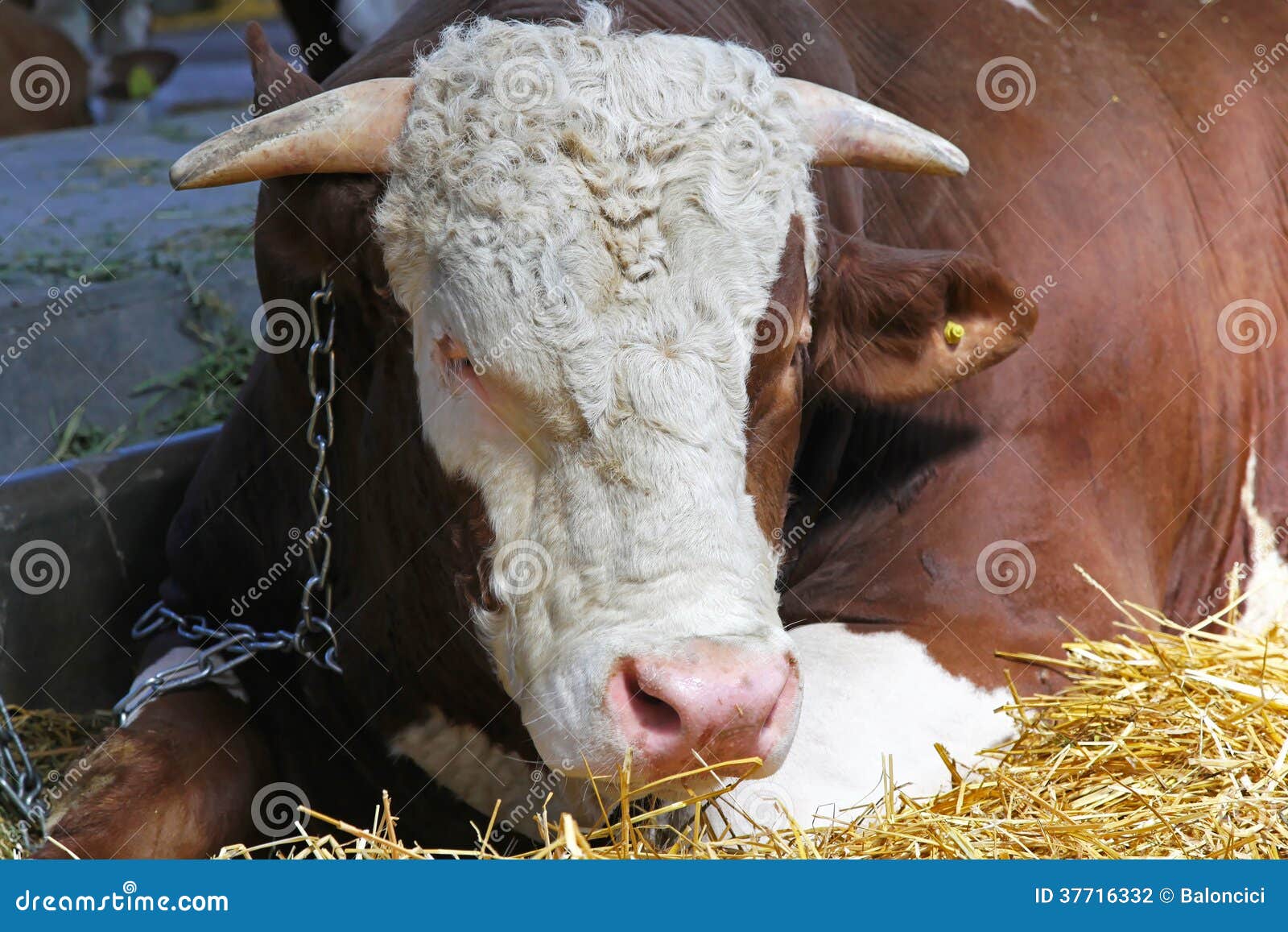 Bull stock photo. Image of animal, bull, agriculture - 37716332