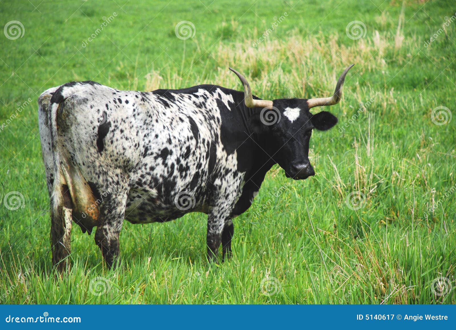 Bull stock image. Image of milk, calf, horse, bull, feed - 5140617