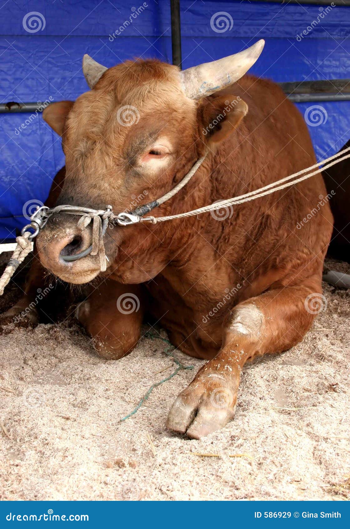 Bull stock image. Image of exhausted, agriculture, bull - 586929
