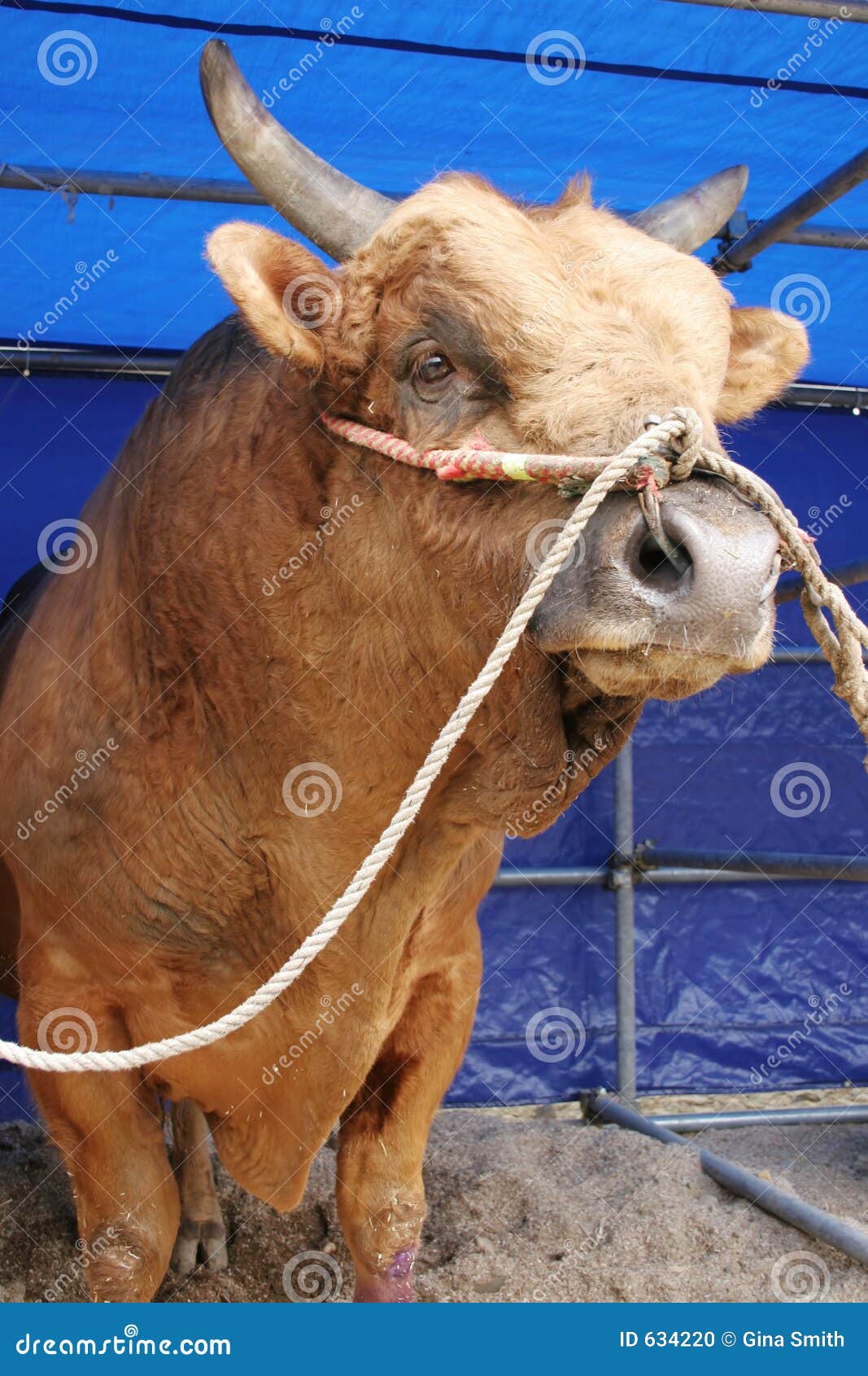 Bull stock photo. Image of rural, creature, aggressive - 634220