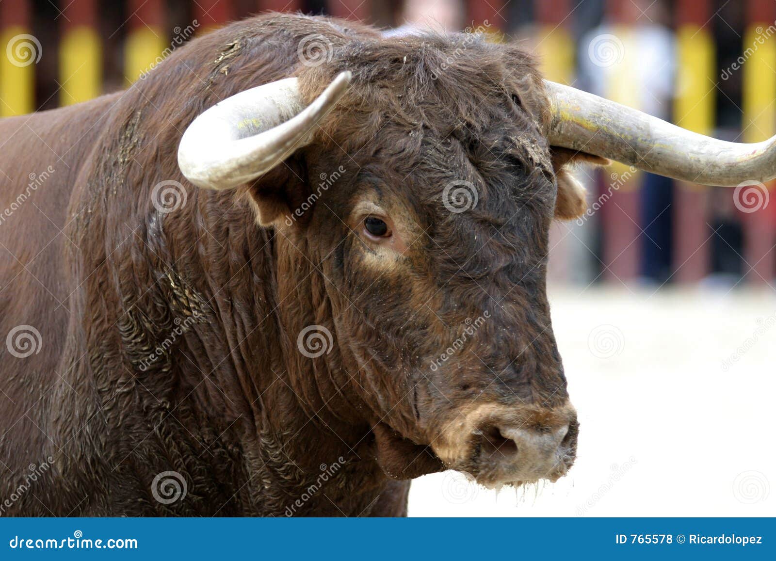 Bull stock photo. Image of hair, wrinkles, toro, hocic - 765578