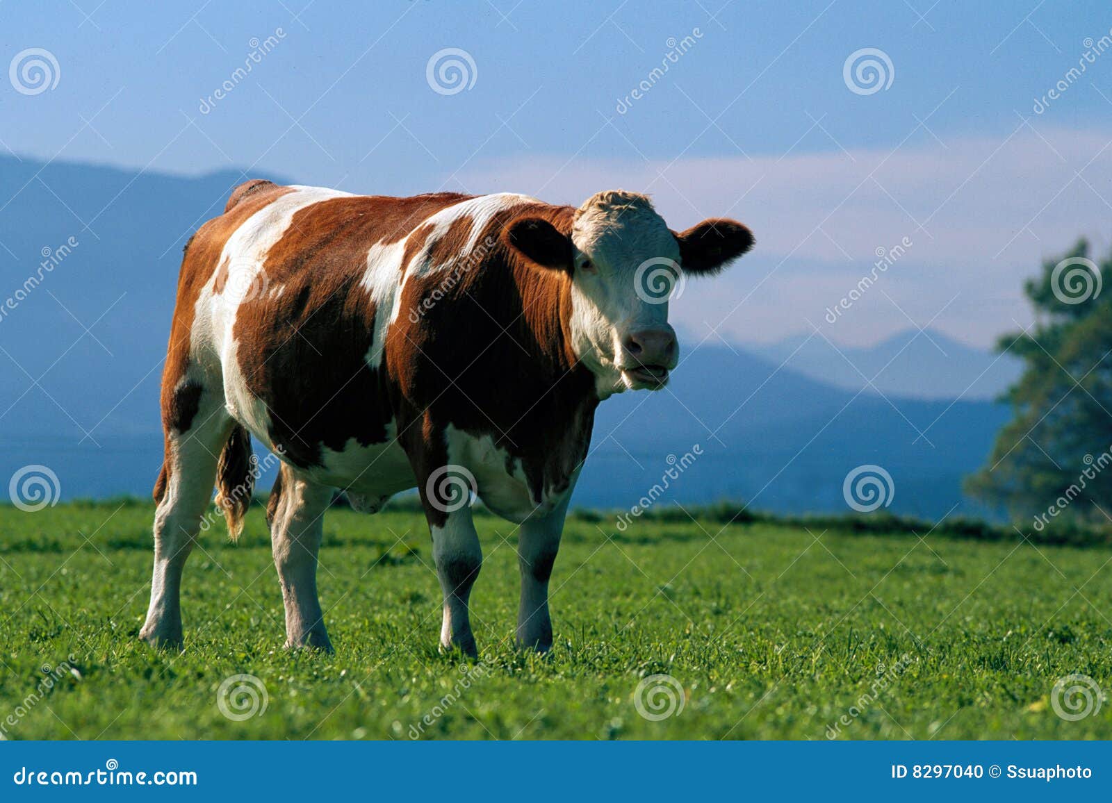 4,401 Bull Flower Stock Photos - Free & Royalty-Free Stock Photos from ...