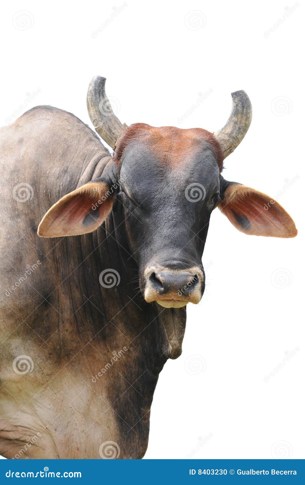 Bull stock photo. Image of brahman, ruminant, horned, cebu - 8403230