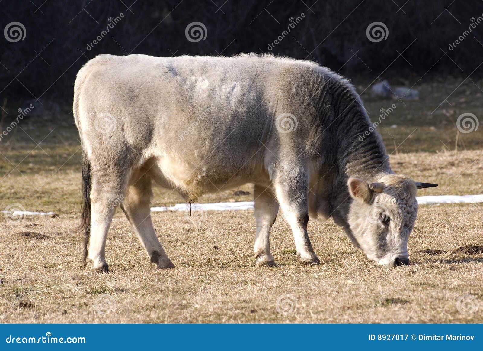 Bull Picture. Image: 8927017