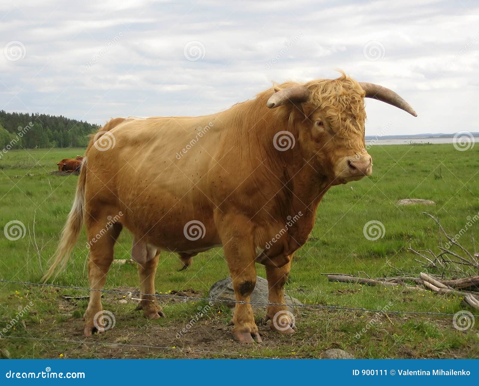 Bull. stock image. Image of farmland, meat, bovine, face - 900111