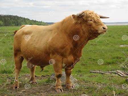 Bull. stock photo. Image of dairy, herd, field, animal - 900114