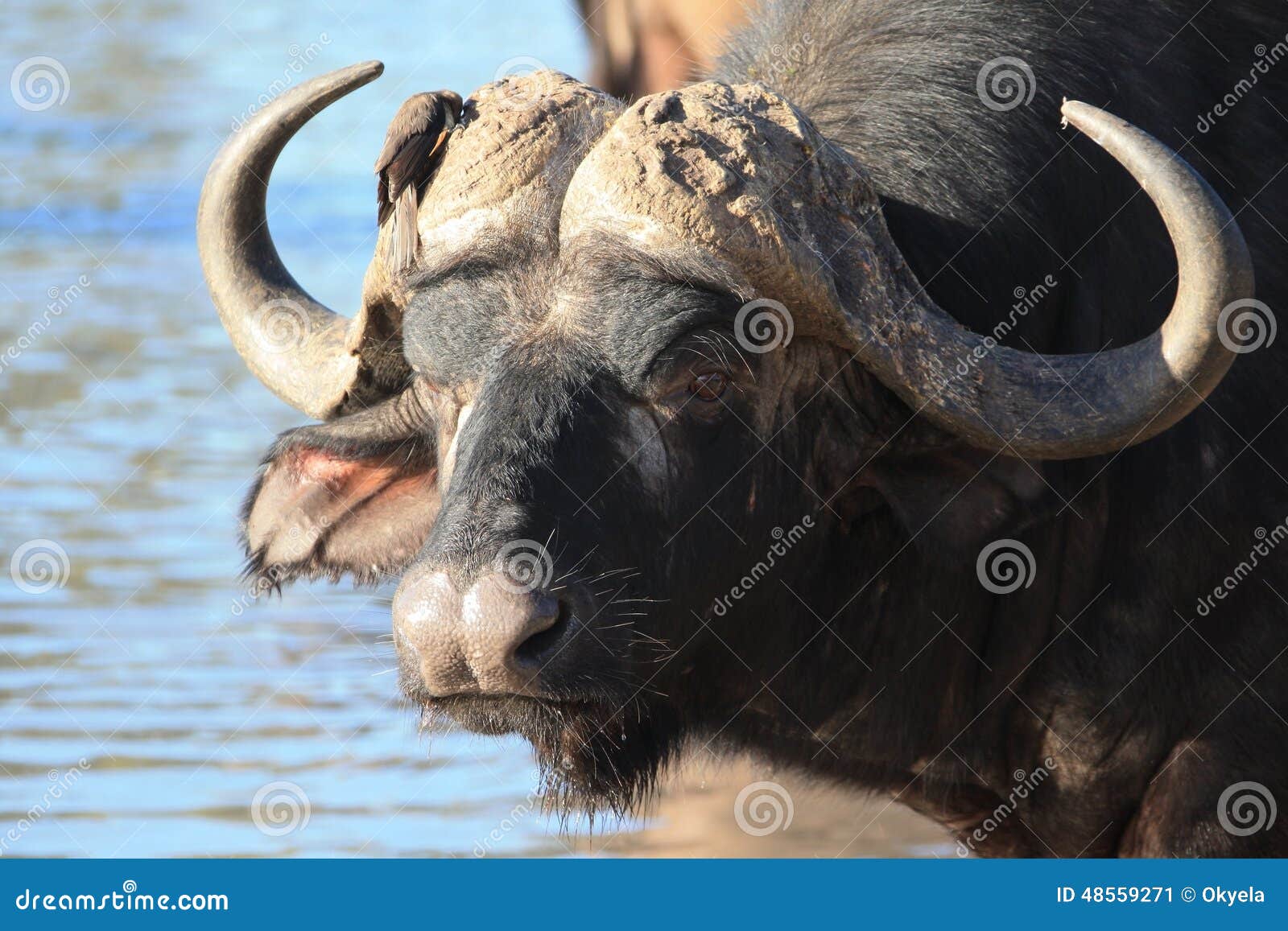 Bull, African Buffalo With A Bird On The Horns At The Waterhole Royalty ...