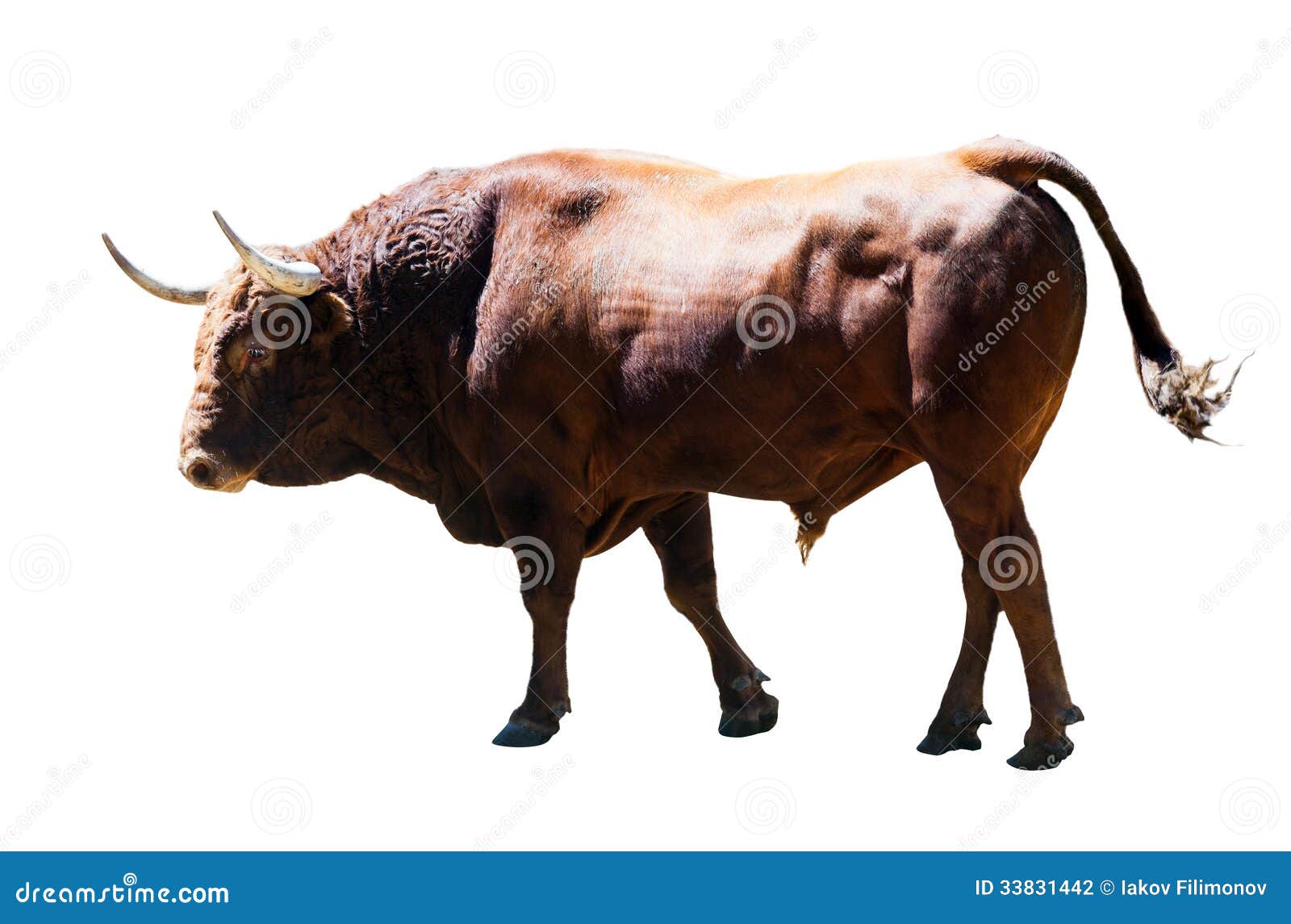 Bull, aislada sobre blanco foto de archivo. Imagen de granja - 33831442