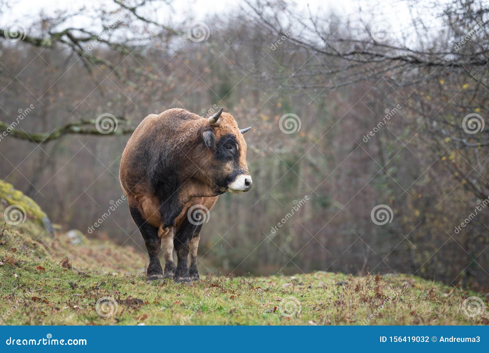 Bull in the nature stock photo. Image of landscape, couserans - 156419032