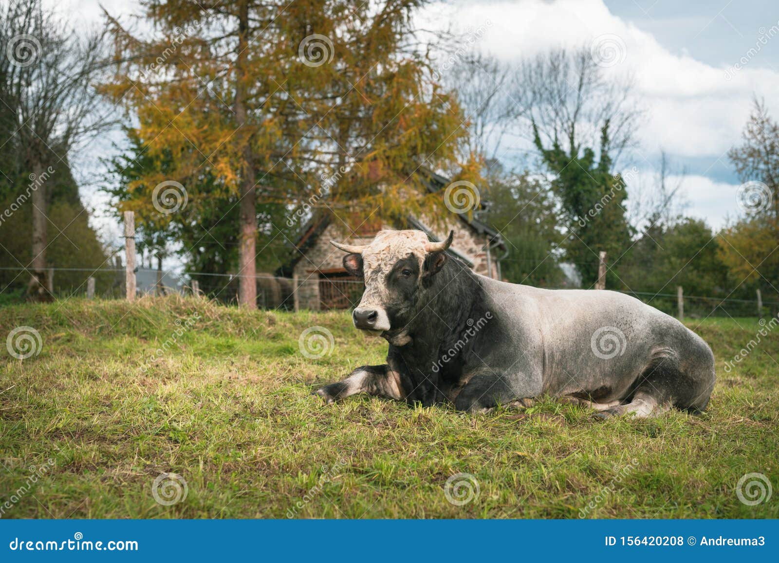 Bull in the nature stock photo. Image of green, ariaauml - 156420208