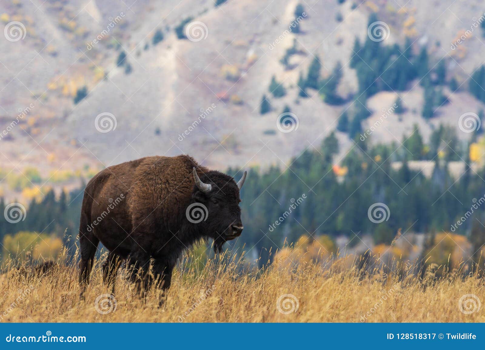 Bull American Bison in Fall Stock Image - Image of animal, bison: 128518317