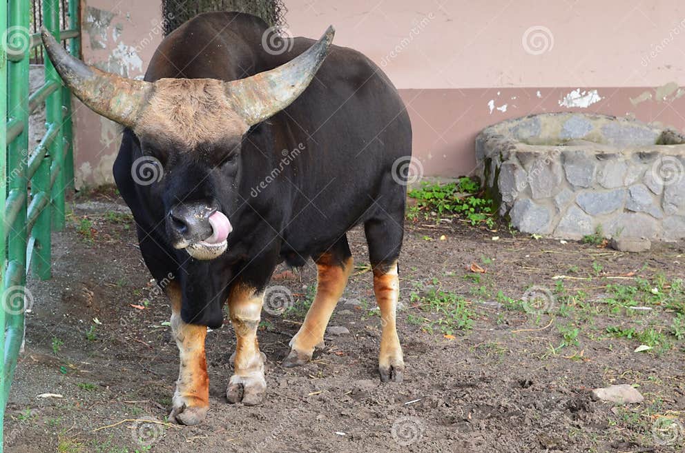 Bull stock photo. Image of farm, tongue, cattle, wild - 57282942