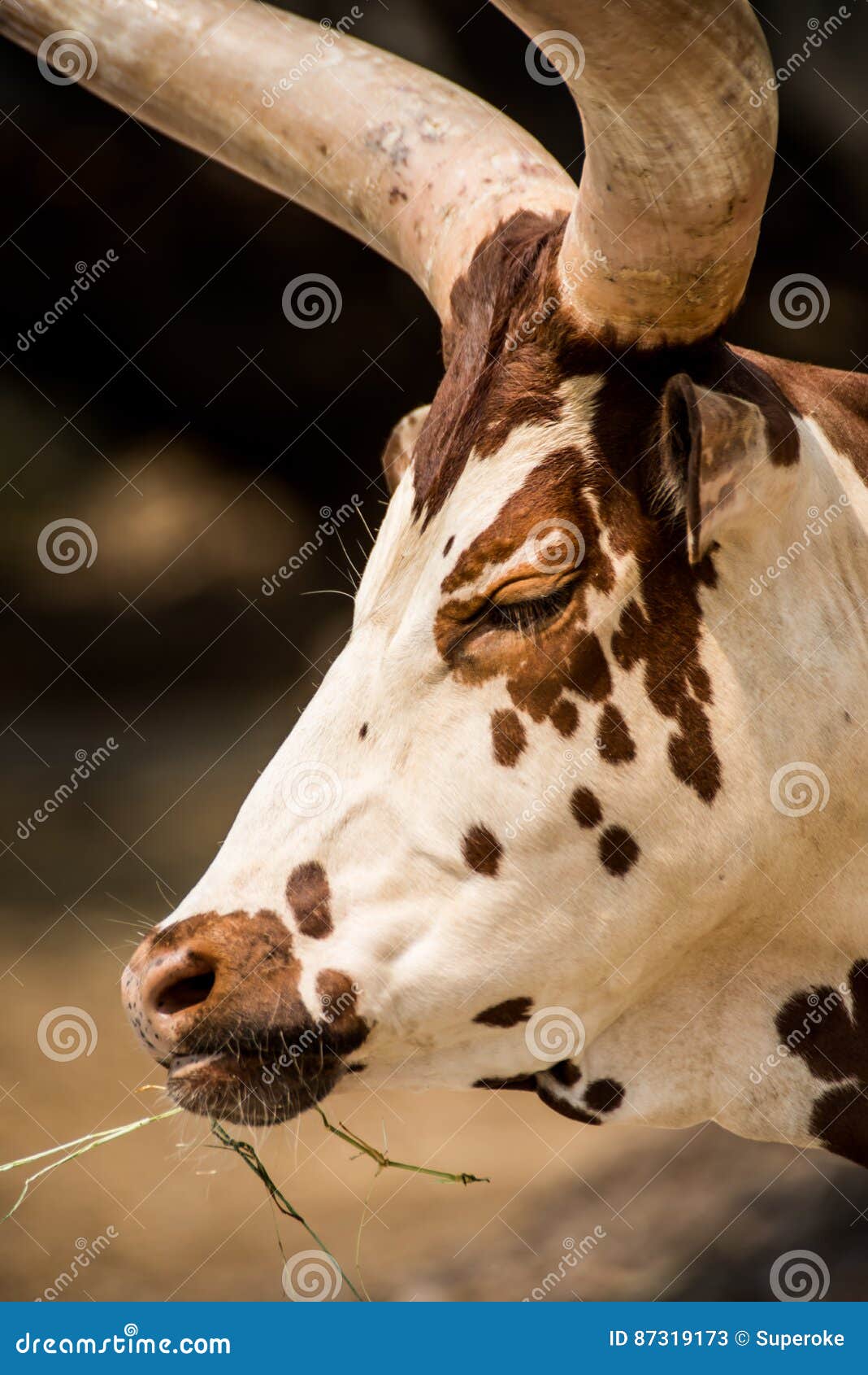Bull animal in the zoo stock image. Image of bull, longhorn - 87319173