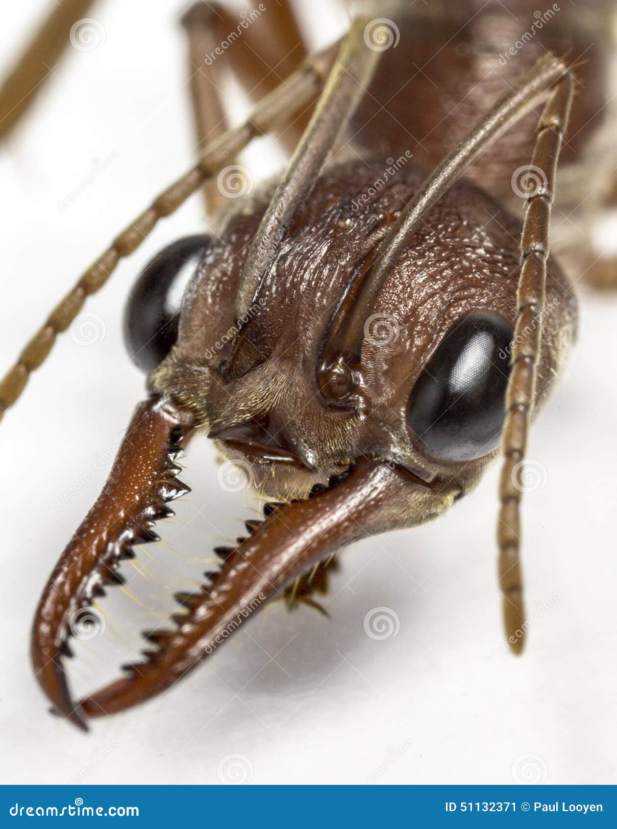 138 Ant Bull Stock Photos - Free & Royalty-Free Stock Photos from ...