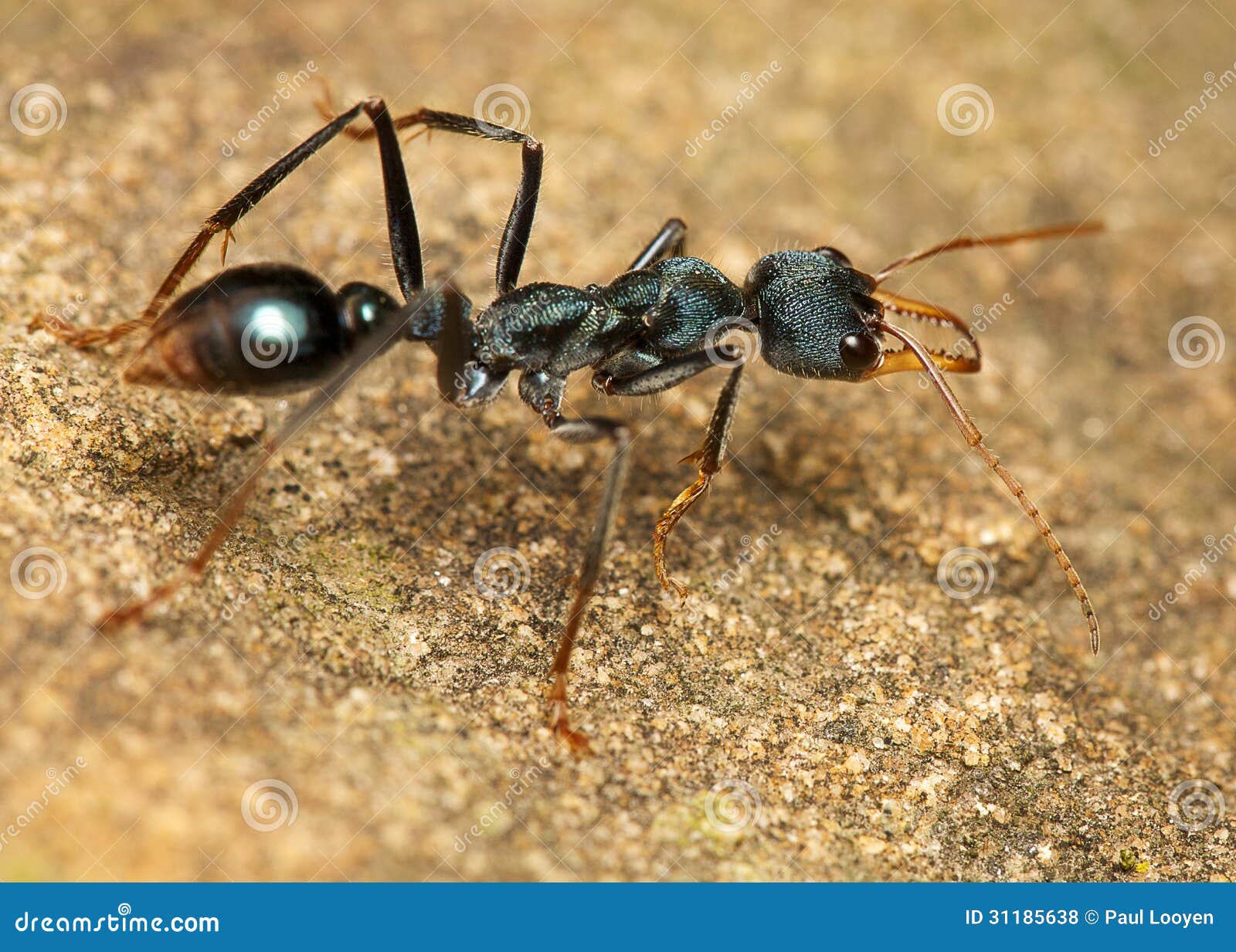 Bull ant stock photo. Image of idea, small, background - 31185638