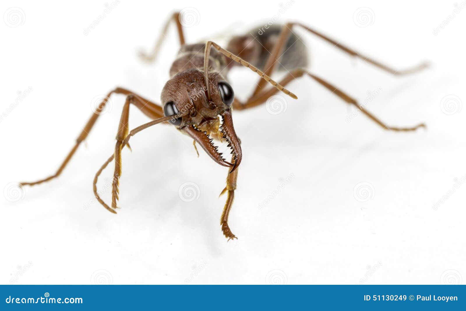 Bull ant 86 stock image. Image of antenna, invertebrate - 51130249