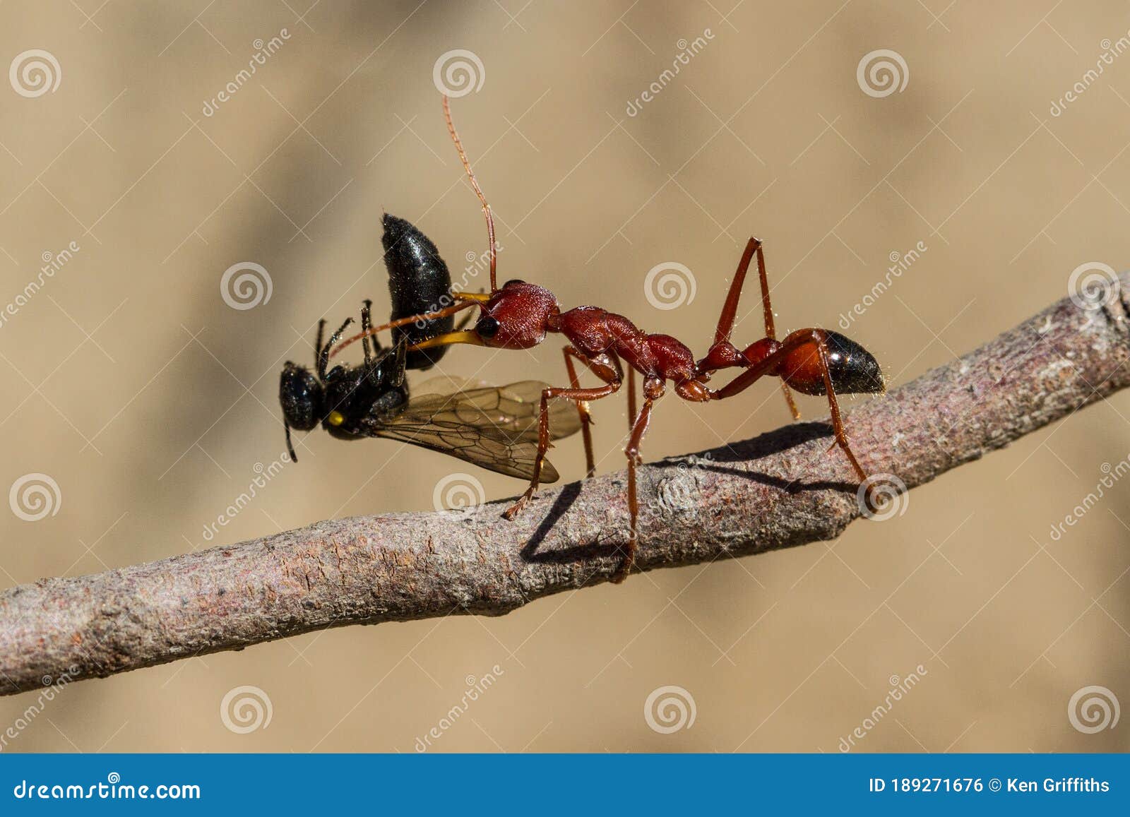 Bulldog Ant Vs Wasp