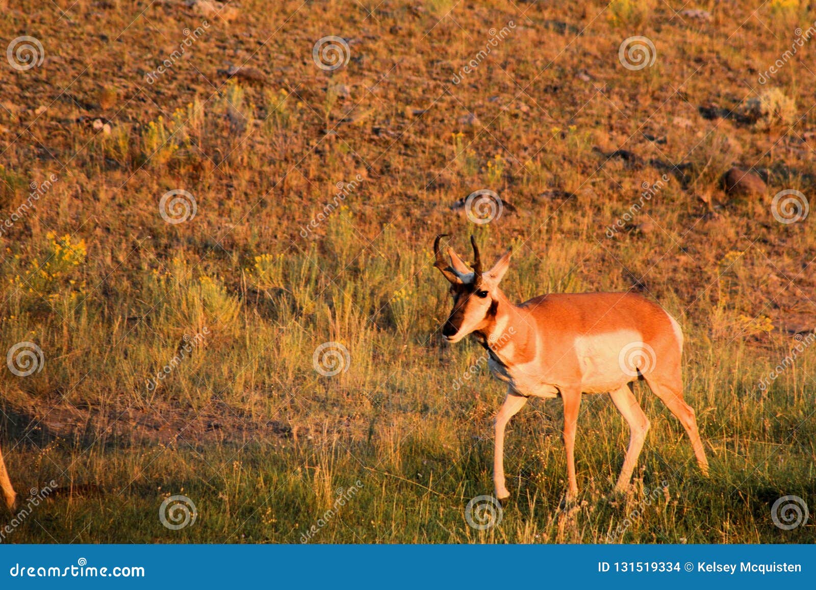 Bull Antelope Walking through the Grasslands Stock Photo - Image of ...