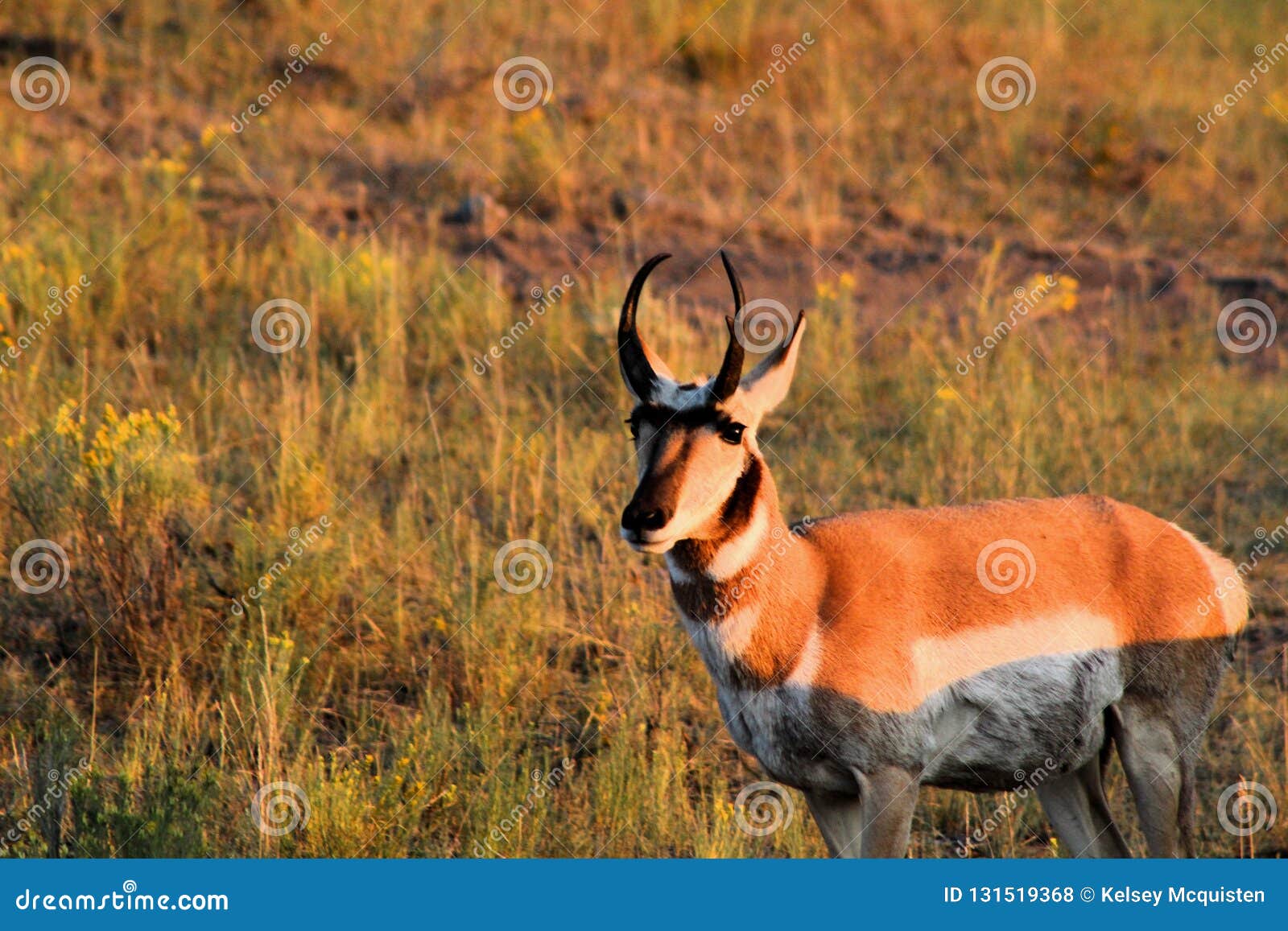 Bull Antelope Walking through the Grasslands Stock Photo - Image of ...