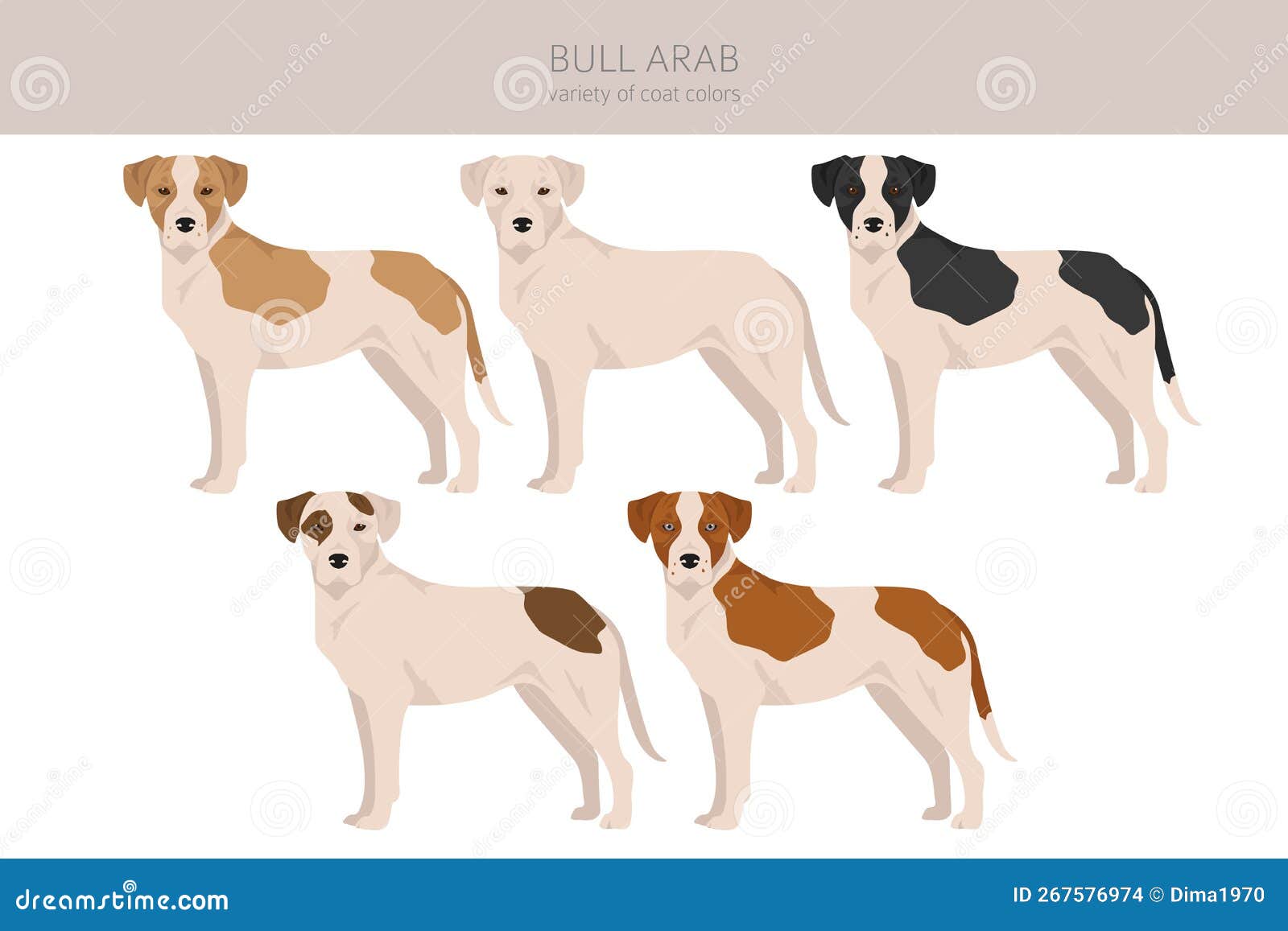 Bull Arab Clipart. Different Coat Colors and Poses Set Stock Vector ...