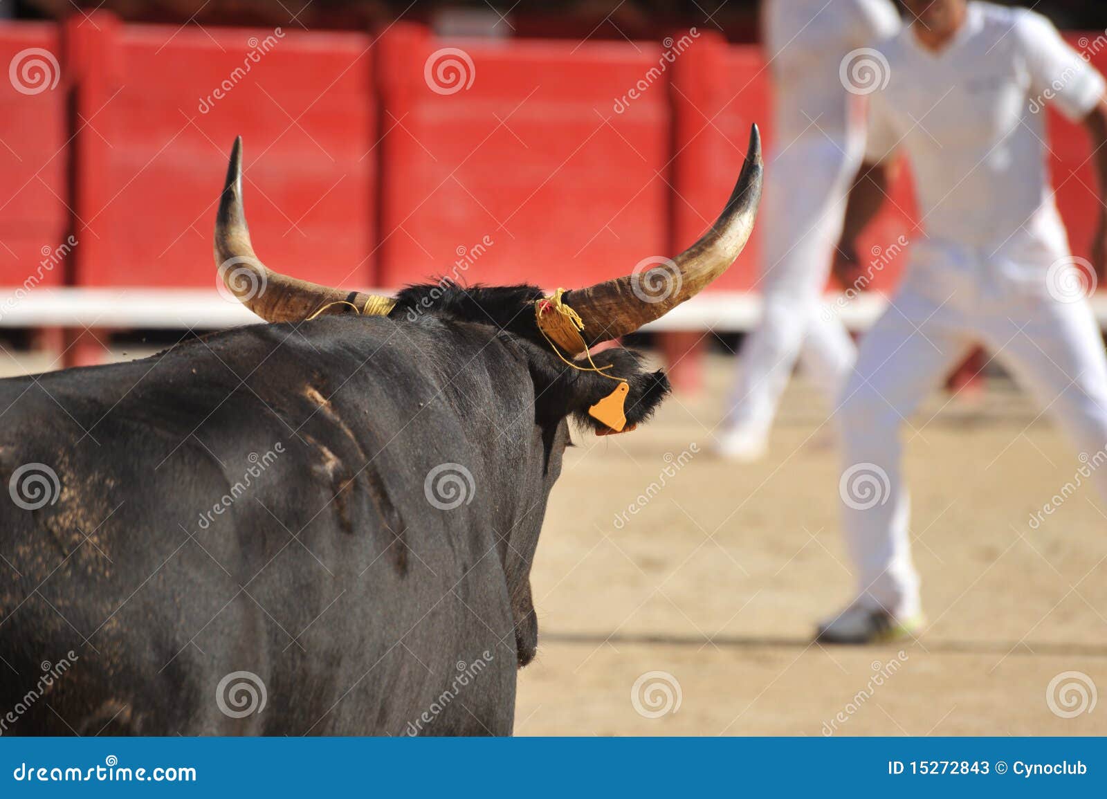 Bull in arena stock image. Image of cote, male, bullfighter - 15272843
