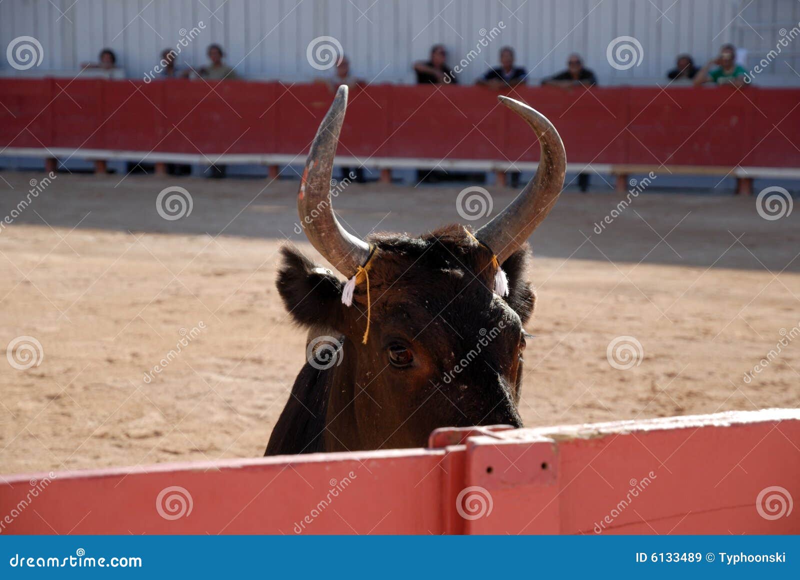 Bull in the Arena stock image. Image of sport, rhone, france - 6133489