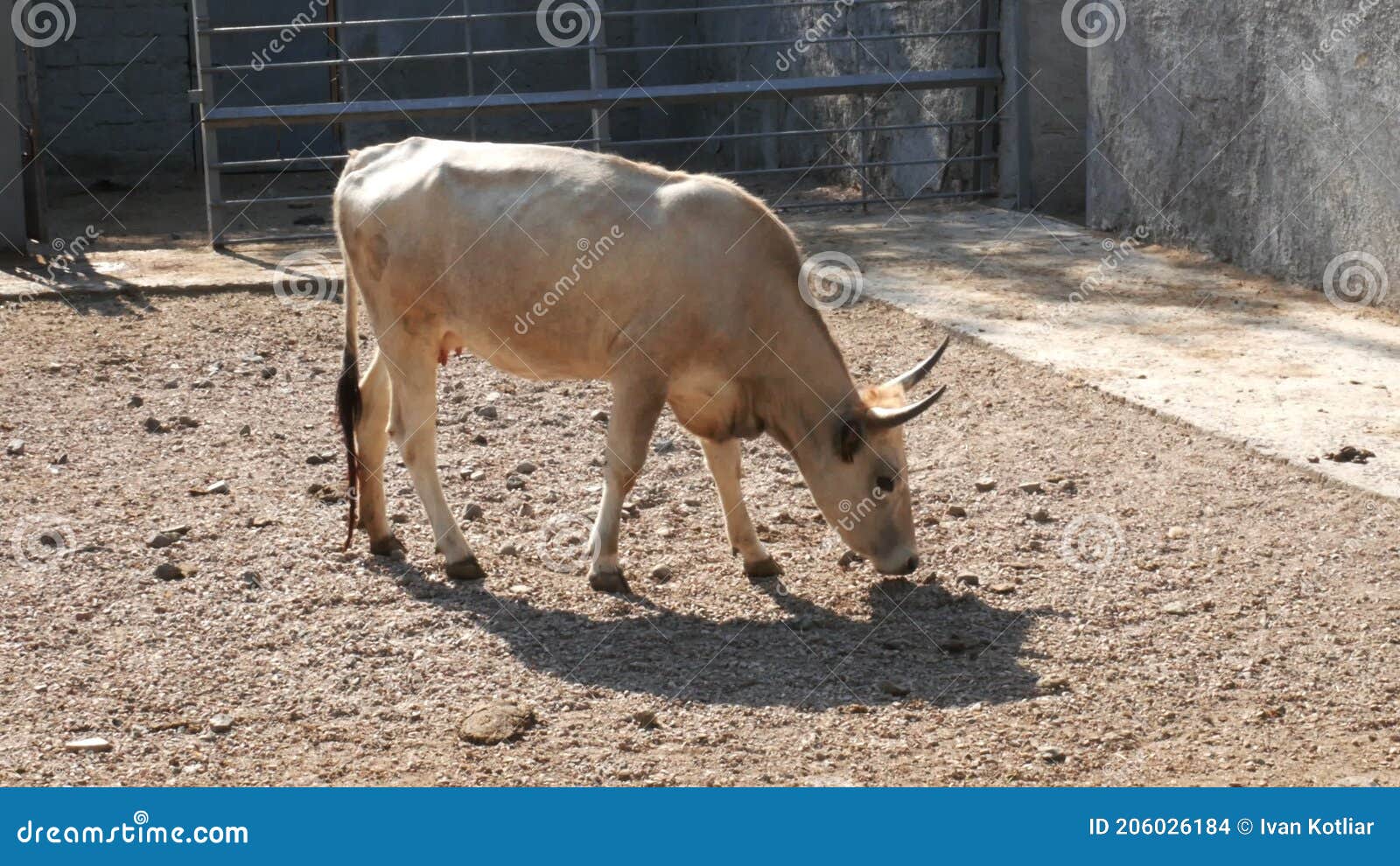 Bull in the Aviary of the Zoo Stock Footage - Video of wild, aviary ...