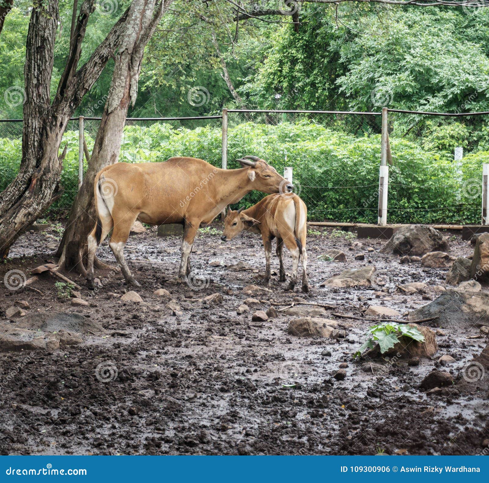 Bull in Baluran stock photo. Image of baluran, asia - 109300906