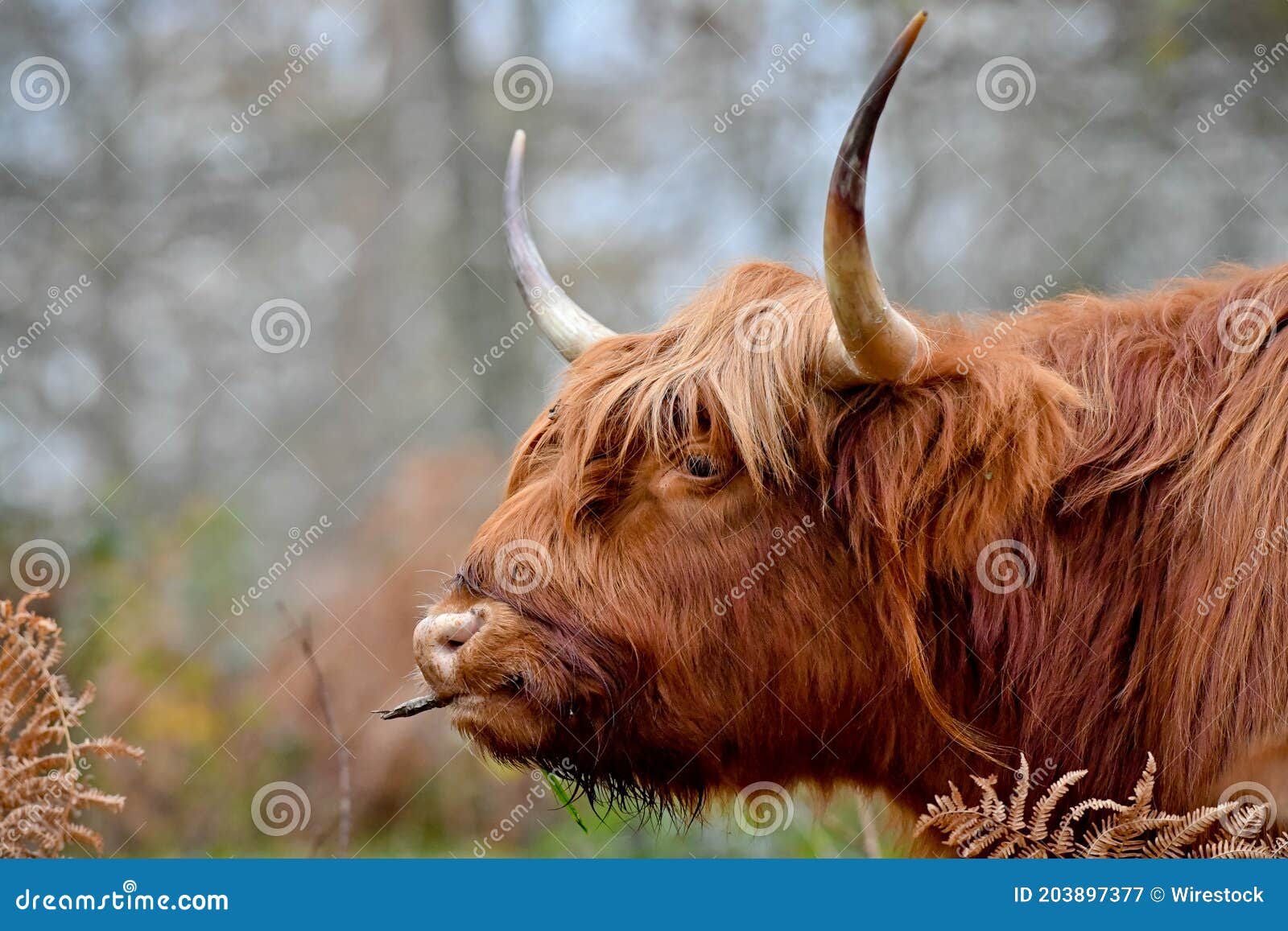 Bull with Bangs in the Forest during the Daytime Stock Image - Image of ...