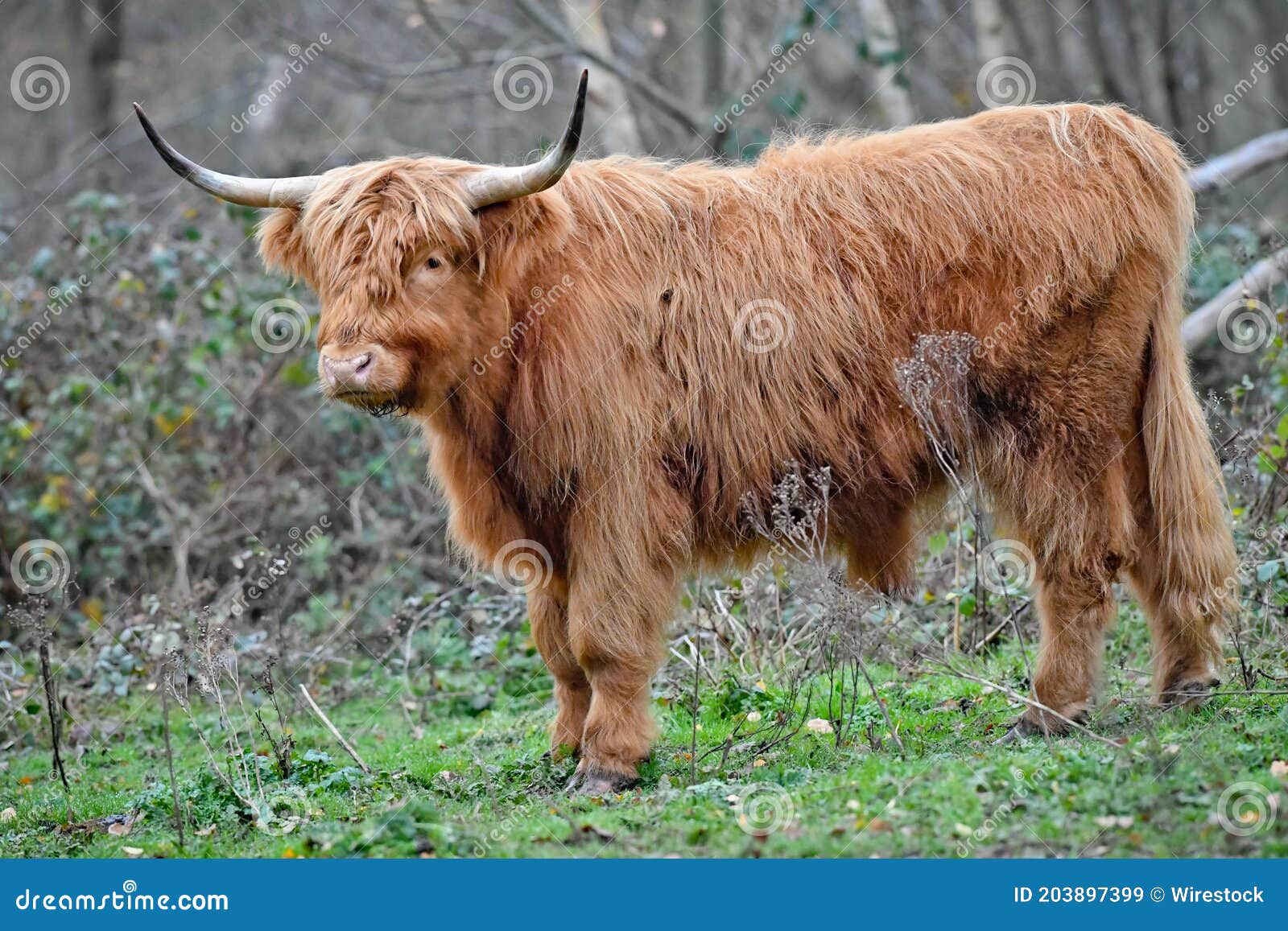 Bull with Bangs in the Forest during the Daytime Stock Image - Image of ...
