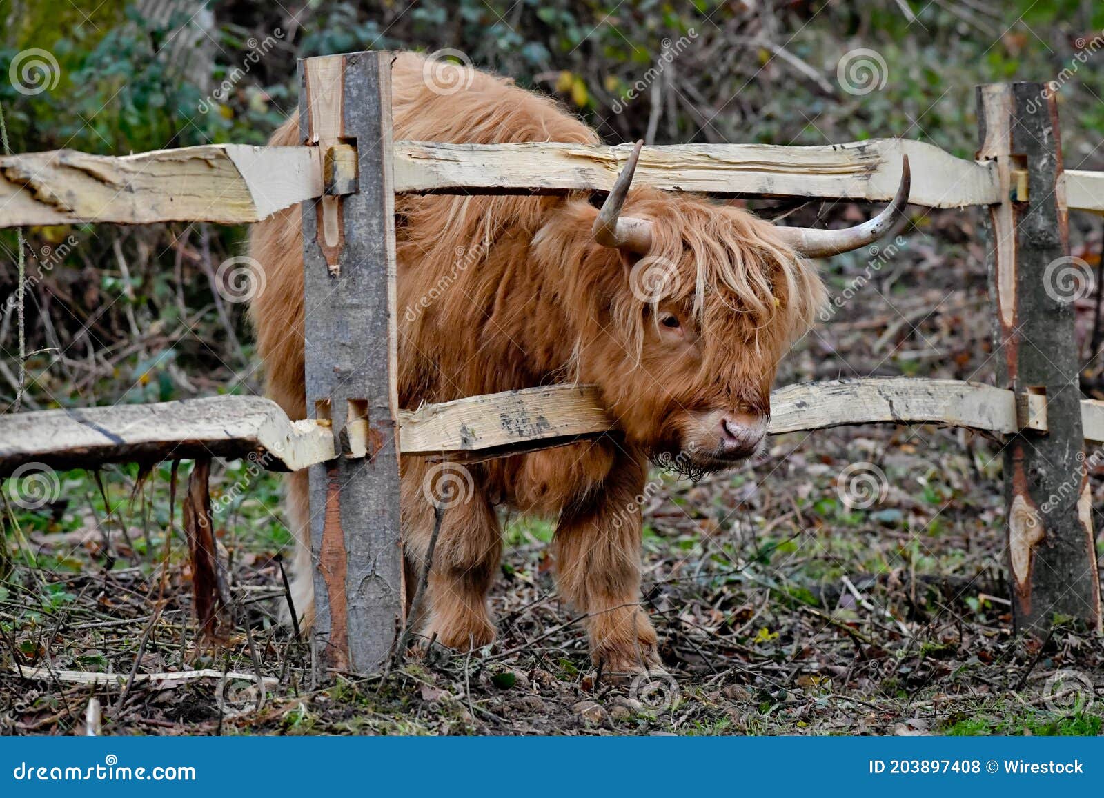 Bull with Bangs in the Forest during the Daytime Stock Photo - Image of ...