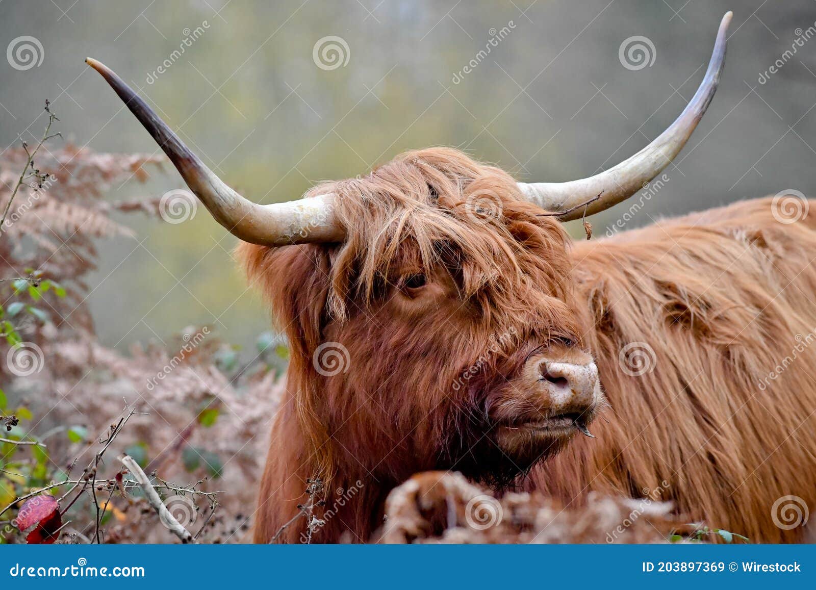 Bull with Bangs in the Forest during the Daytime Stock Image - Image of ...