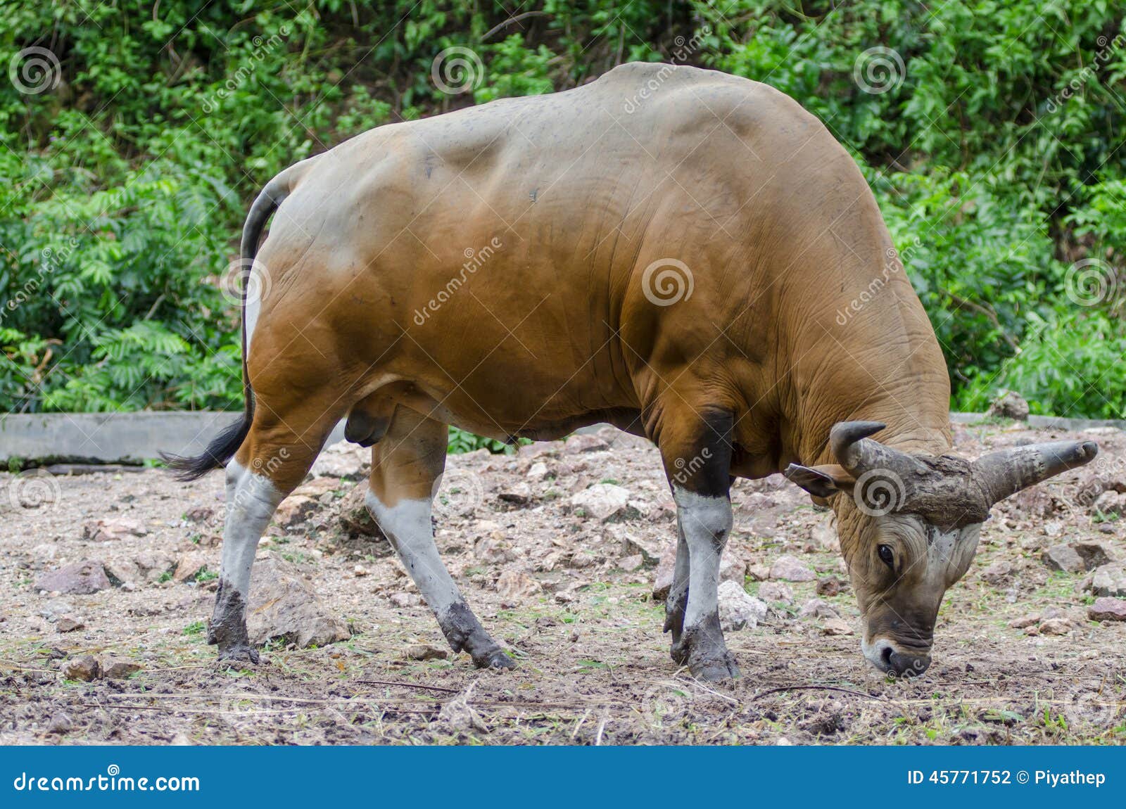 Bull or Banteng stock photo. Image of destinations, animals - 45771752