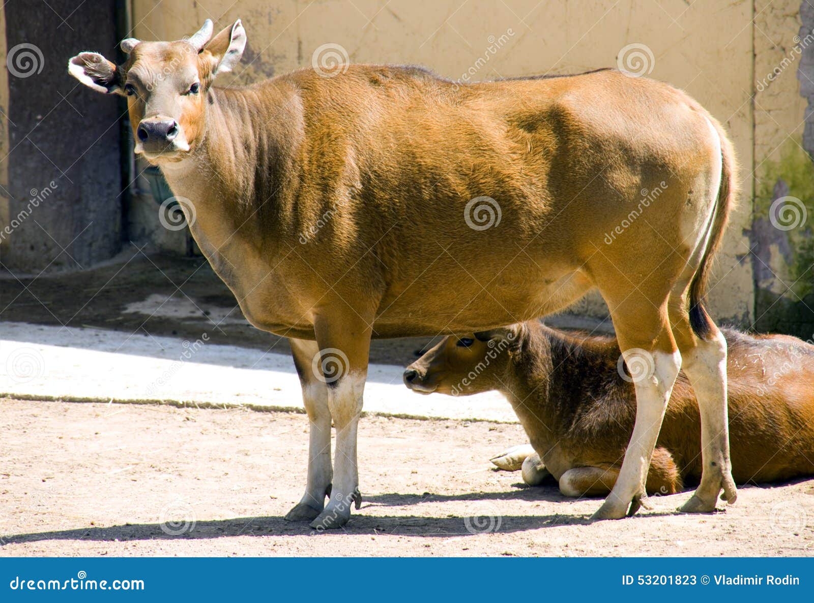 Bull Banteng Ruminant Artiodactyl Mammal Bovid Stock Image - Image of ...