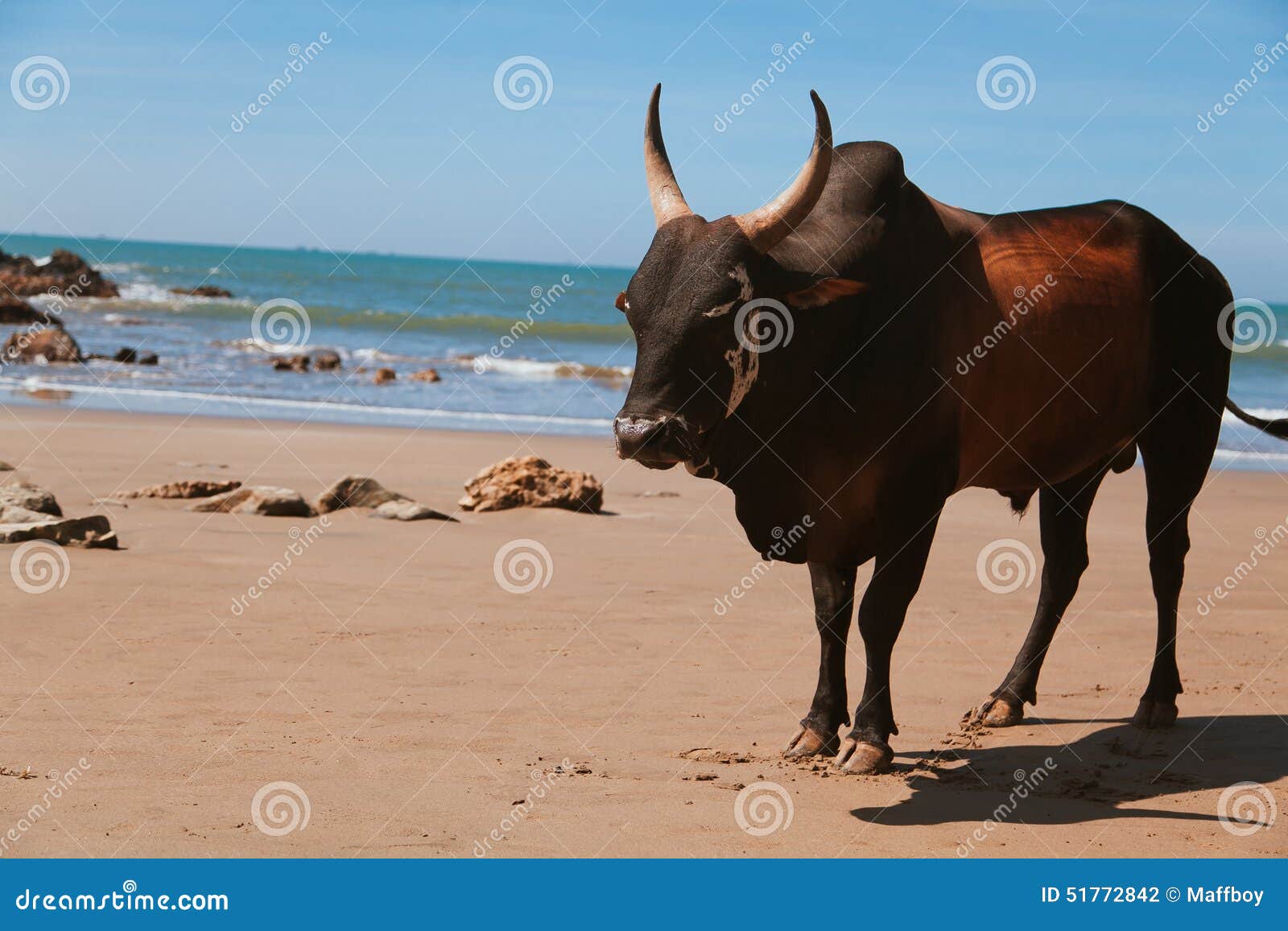 Bull on beach stock photo. Image of harmony, ocean, india - 51772842