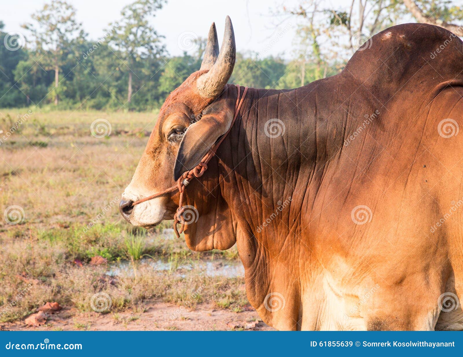 A bull beef cattle stock image. Image of domestic, headshot - 61855639