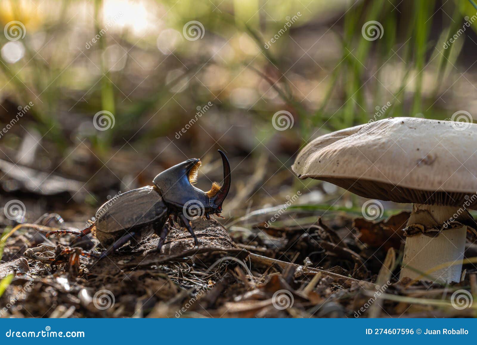 Bull Beetle (Diloboderus Abderus) Characteristic of Argentina Walking ...