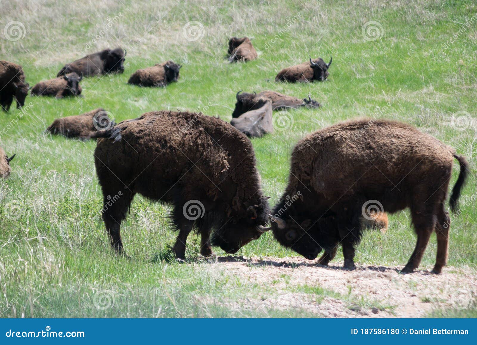 Bull Bison Butting heads stock photo. Image of bison - 187586180