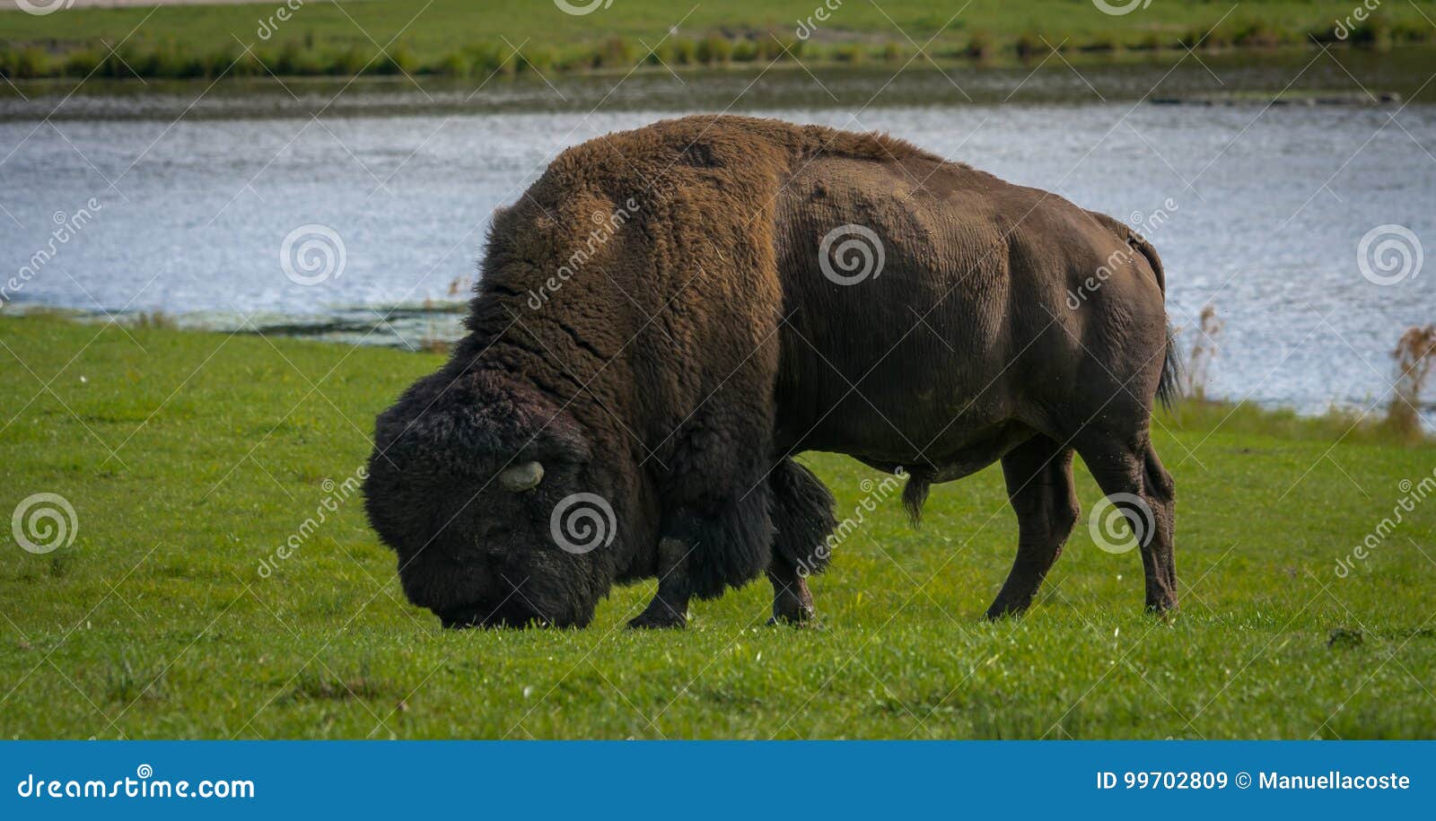Bull Bison Eating in the Summer Stock Image - Image of buffalo, bison ...