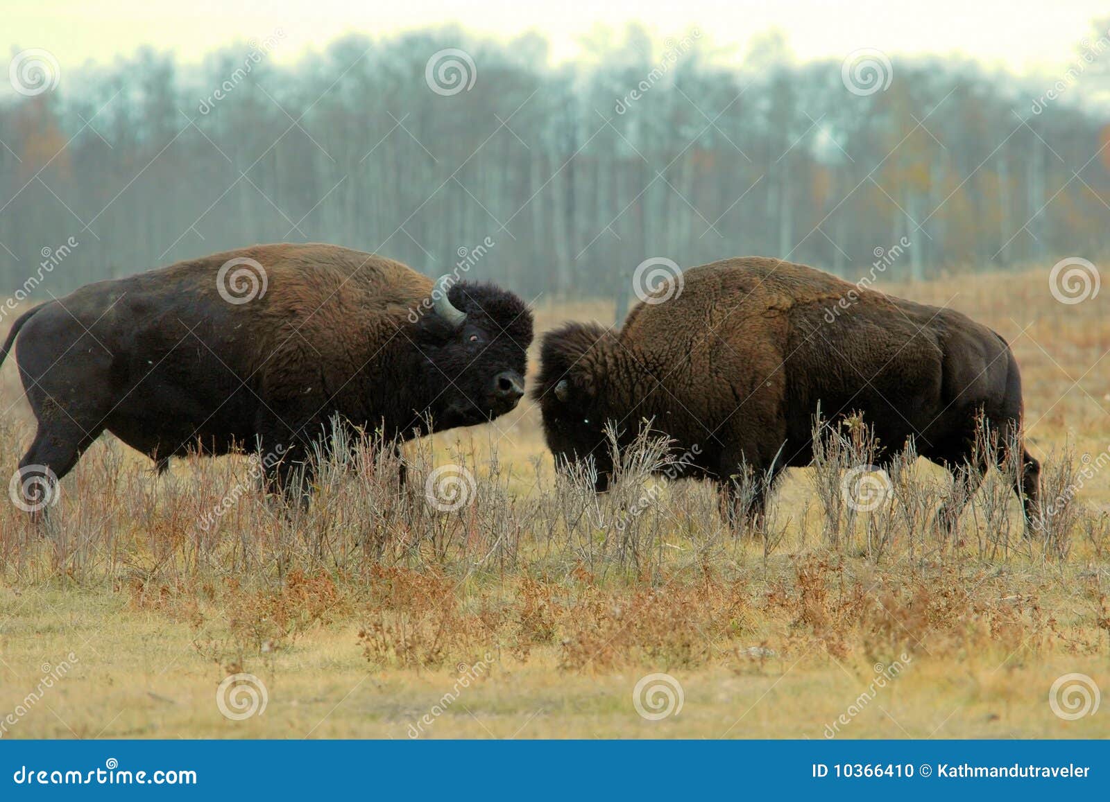 Bull Bison Fighting stock photo. Image of horning, animal - 10366410