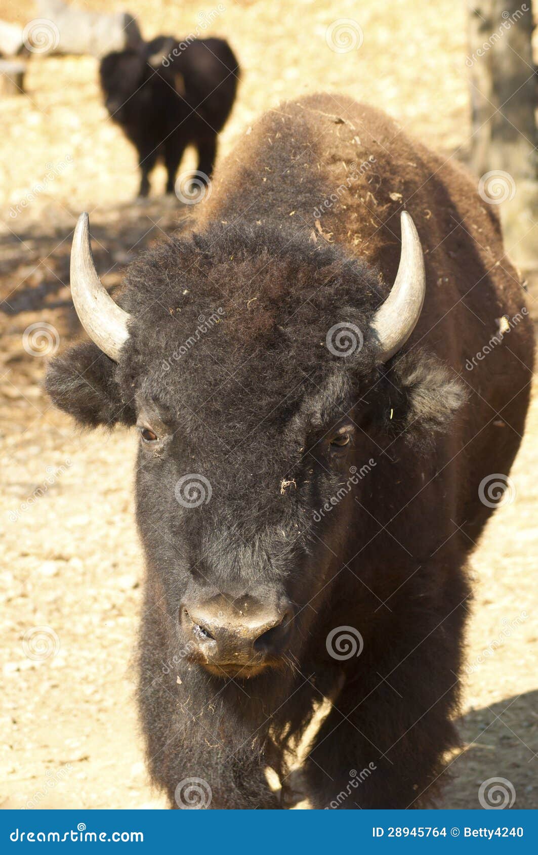 Bull Bison is Massive and Huge. Stock Photo - Image of forest ...