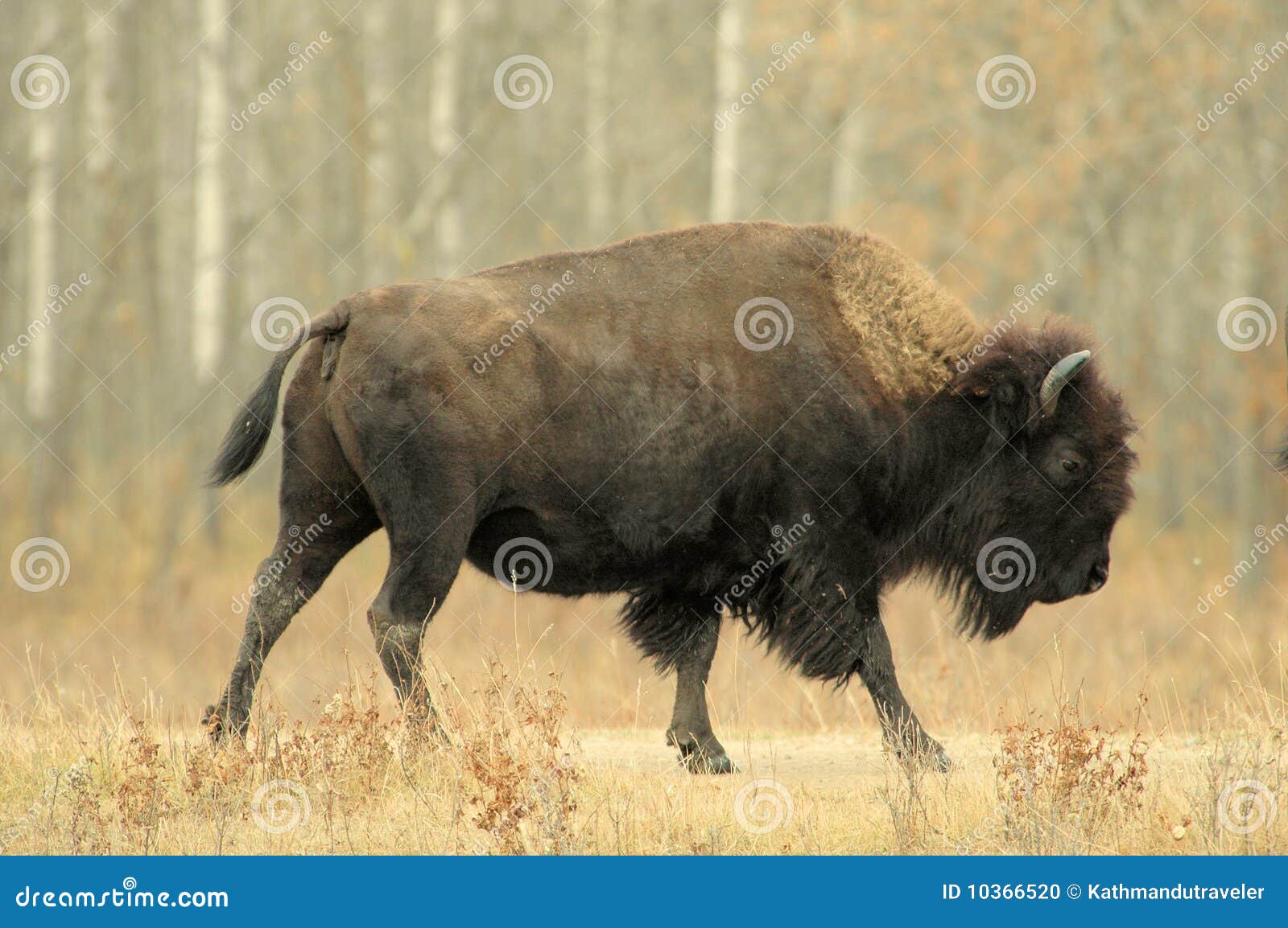 Bull Bison Running Stock Photo - Image: 10366520