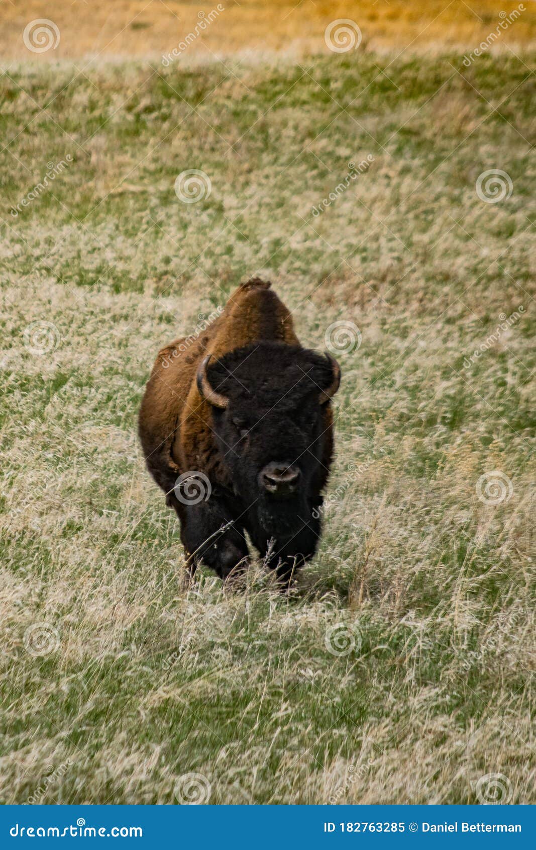 Bull Bison Staring at the Photographer Stock Image - Image of wild ...