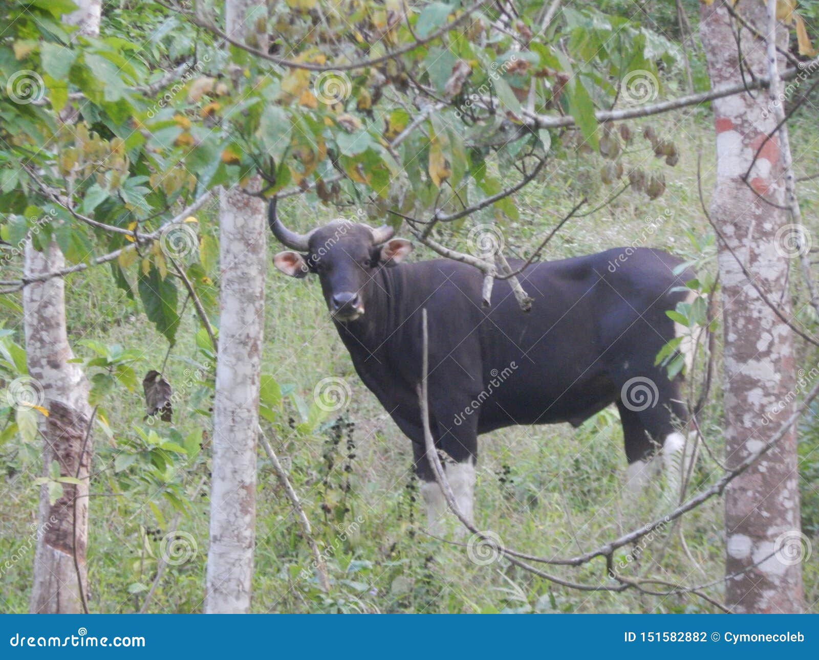 Bull Boss javanicus stock photo. Image of conservancy - 151582882