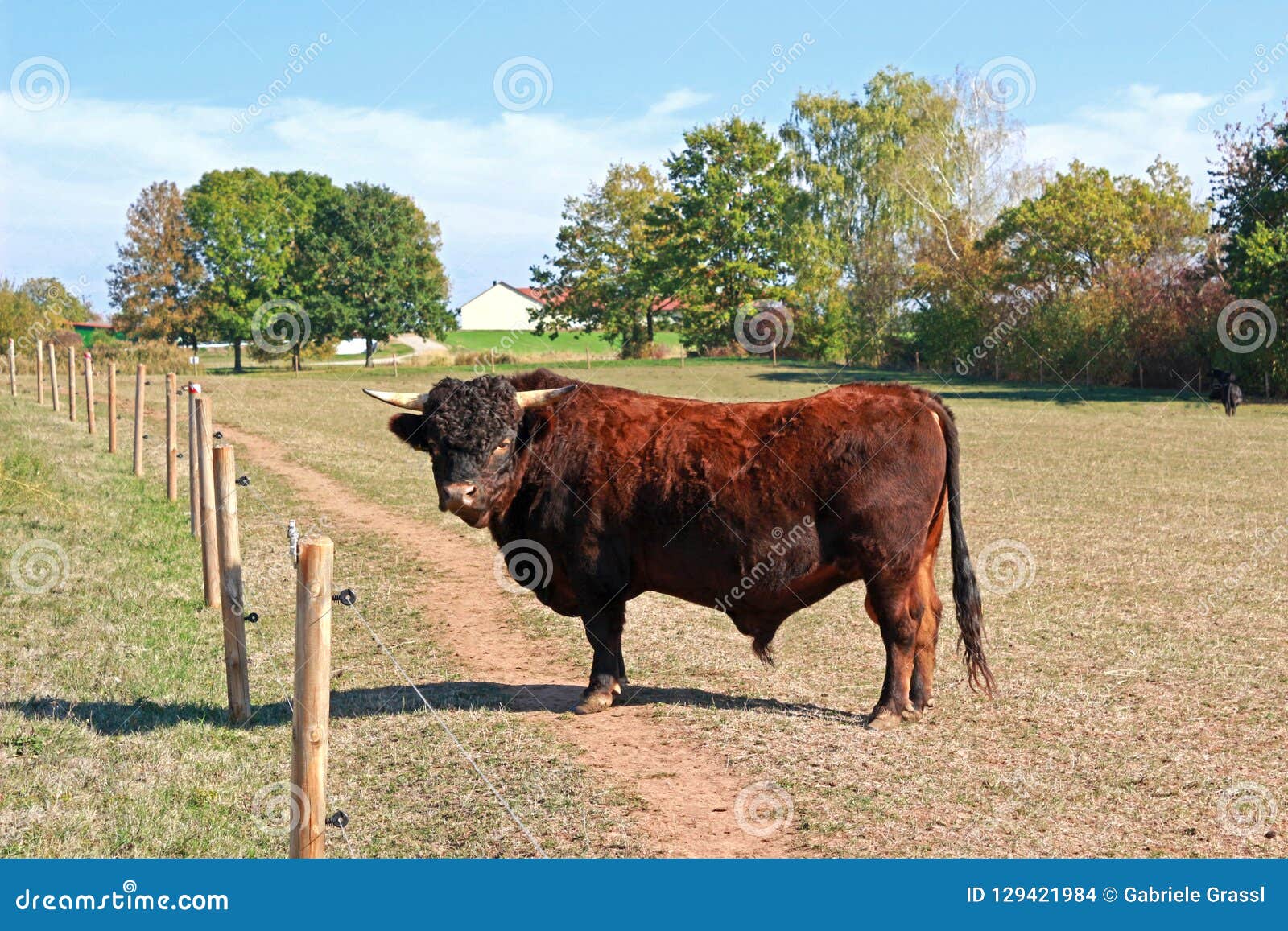 Dexter Cattle