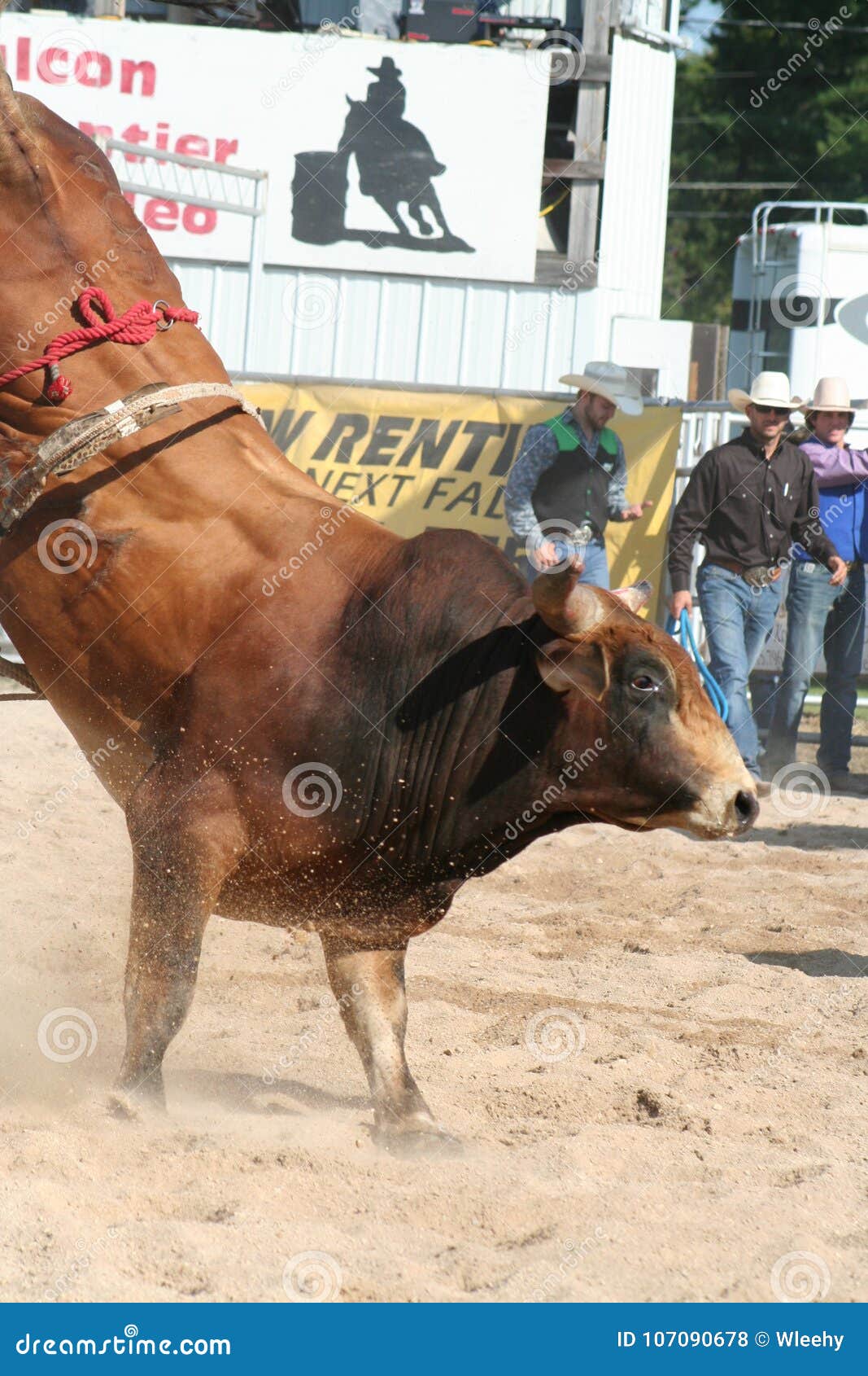 Bull bucking editorial stock photo. Image of bull, rodeo - 107090678